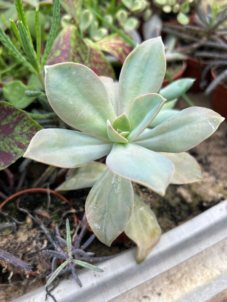 Graptoveria 'Fred Ives' | Succulents \ Graptoveria | Kaktusy, sukulenty ...