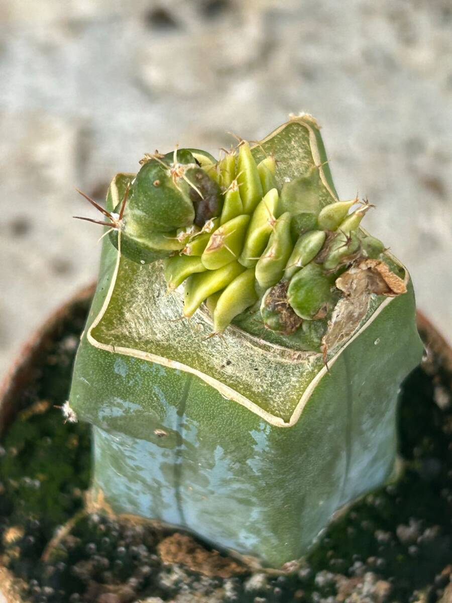 STENOGONIA 'Variegata' chimerae | Mutanty \ Chimera | Kaktusy ...