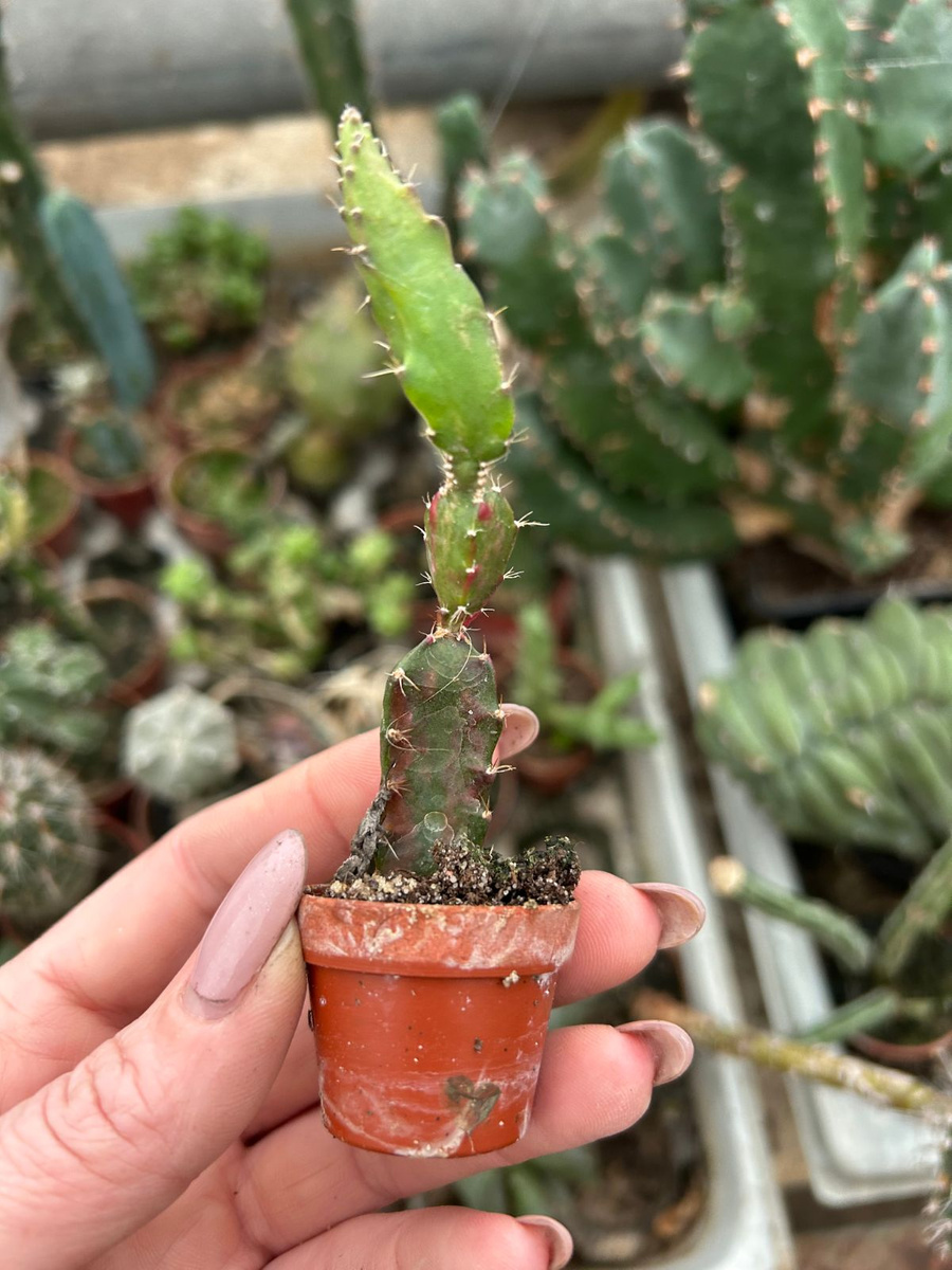 Chimera Hylocalicium 'Variegata' | Mutanty \ Chimera | Kaktusy ...