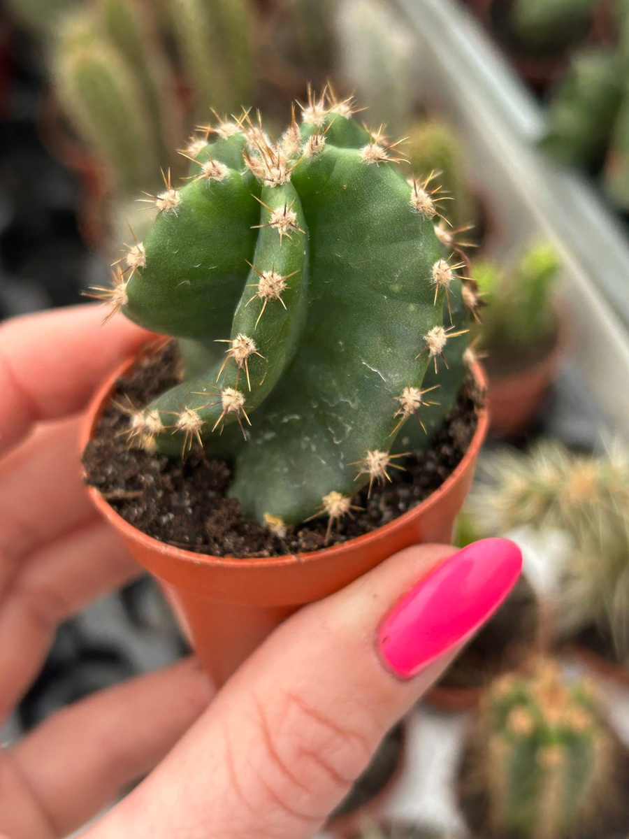 Cereus peruvianus 'Spiralis' | Kaktusy \ Cereus Mutanty \ Cereus | Kaktusy, sukulenty i inne ...