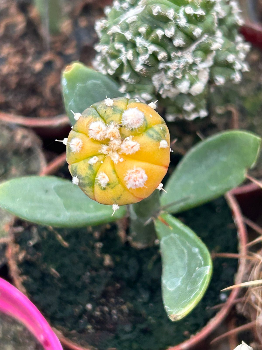Astrophytum asterias 'Variegata' | Kaktusy \ Astrophytum | Kaktusy ...
