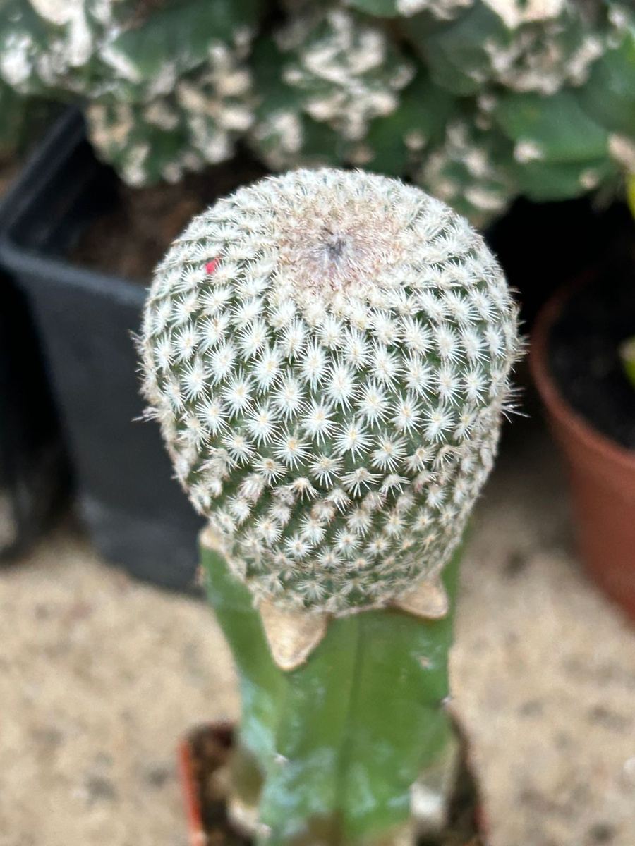 Epithelantha cryptica Casa Colorada Paila, Mex. RST154 | Cactuses \ Epithelantha | Kaktusy ...