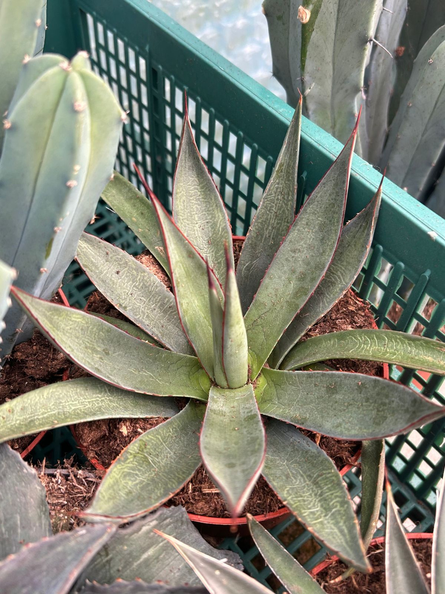 Agave lophantha 'Shaka Zulu' | Succulents \ Agave | Kaktusy, sukulenty ...