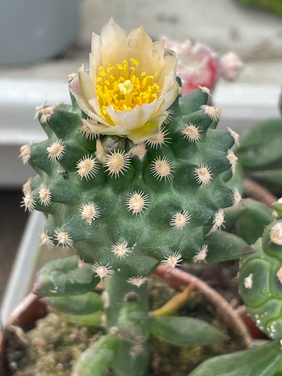 Pediocactus knowltonii | Cactuses \ Pediocactus | Kaktusy, sukulenty i ...