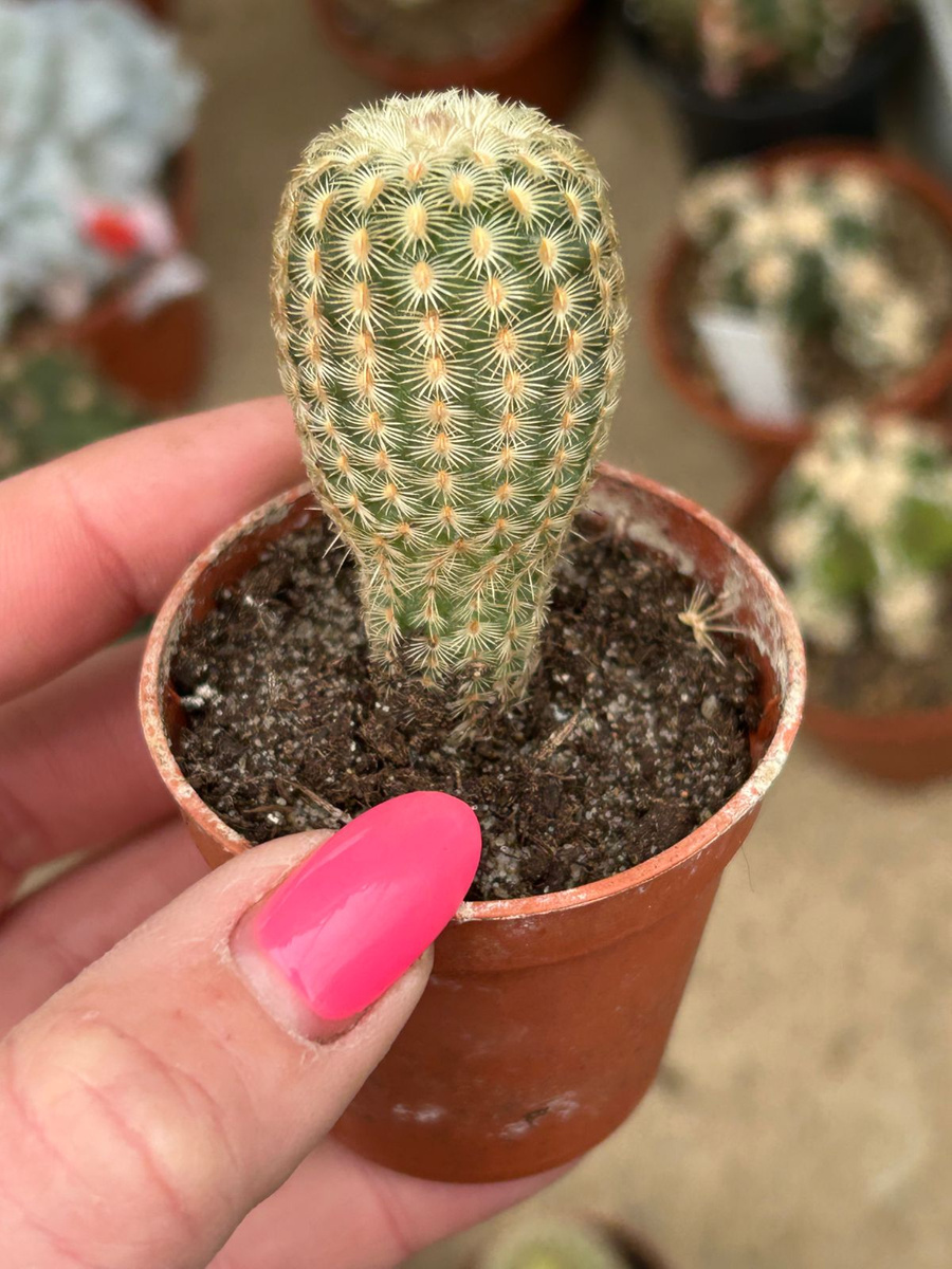 Echinocereus pectinatus v. rigidissimus | Cactuses \ Echinocereus | Kaktusy, sukulenty i inne ...