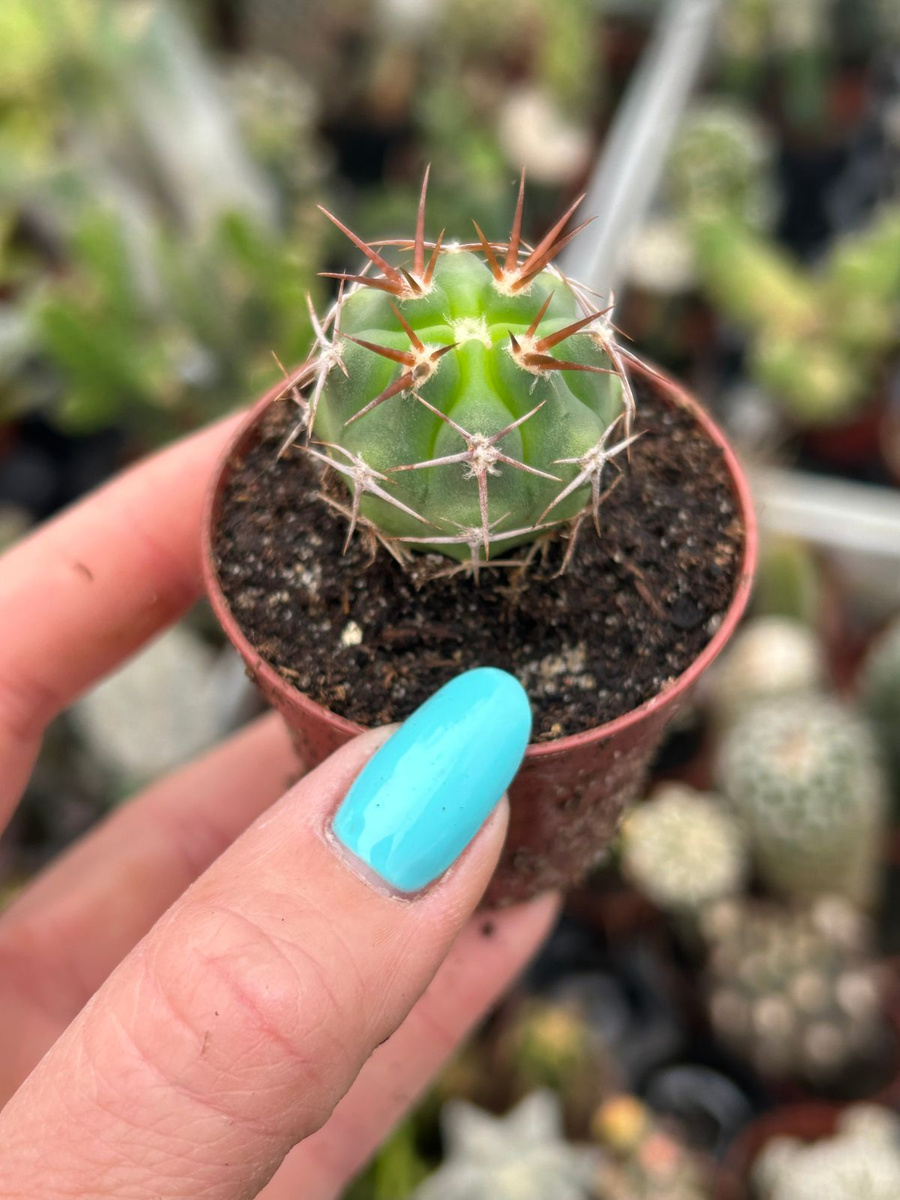 Denmoza rhodacantha | Cactuses \ Denmoza Mini | Kaktusy, sukulenty i ...