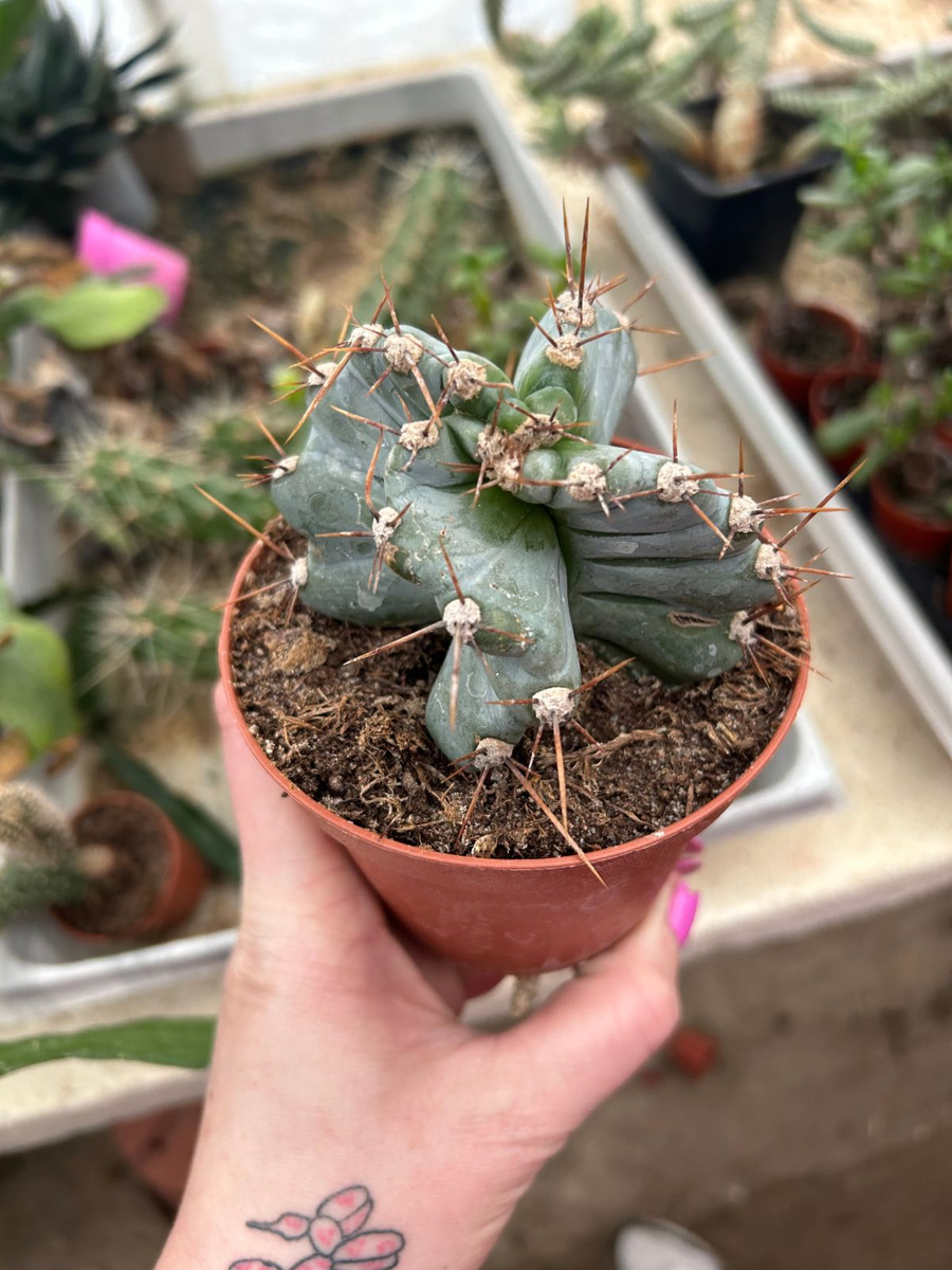 Cereus peruvianus 'Spiralis' | Cactuses \ Cereus Mutants \ Cereus Dla początkujących - łatwe w ...