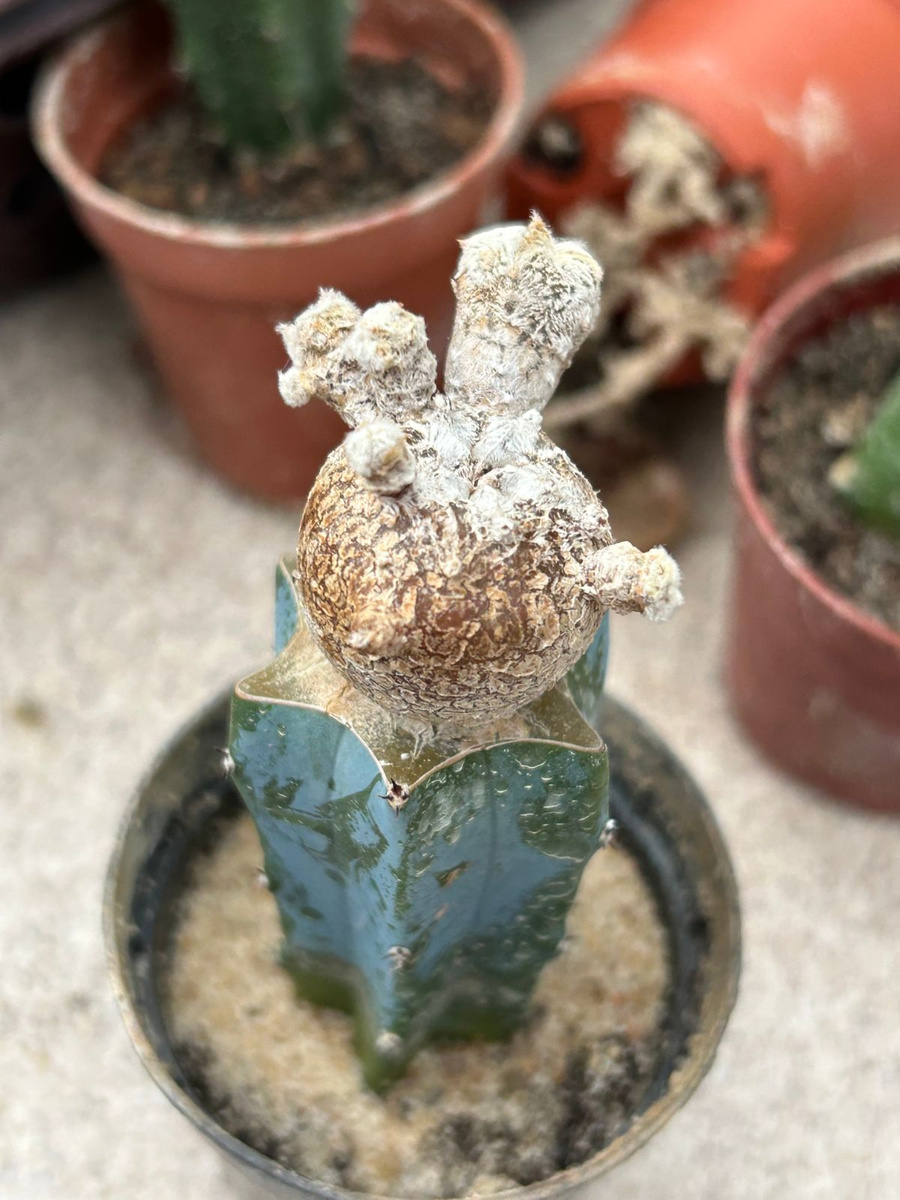 Astrophytum myriostigma 'Blind' | Cactuses \ Astrophytum | Kaktusy, sukulenty i inne rośliny ...