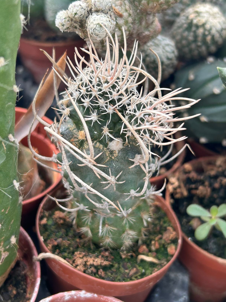 Navajoa peeblesiana var. fickeisenii SB903 Houserock Valley, AZ ...