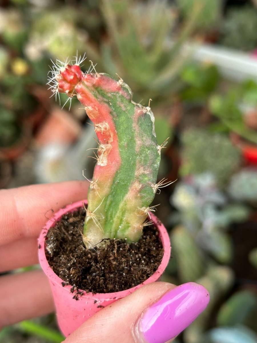 Hylocalycium CHIMERA - Hylocereus + Gymnocalycium 'Variegata' | Mutanty ...