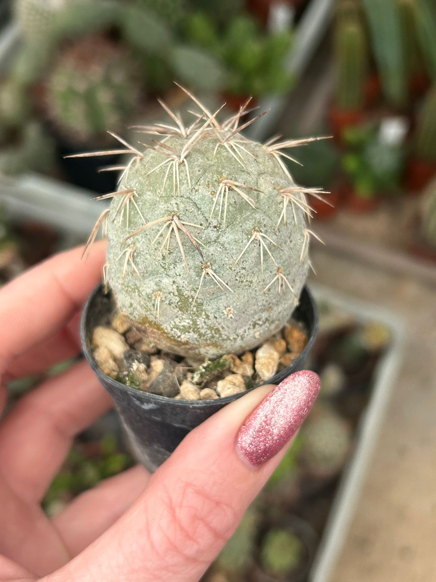 Tephrocactus geometricus | Cactuses \ Tephrocactus | Kaktusy, sukulenty i inne rośliny - CandyCacti