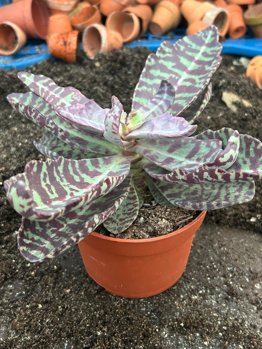 Kalanchoe humilis | Succulents \ Kalanchoe | Kaktusy, sukulenty i inne ...