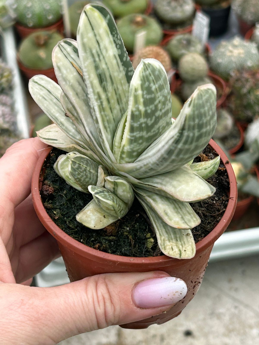 Gasteria Cv. Sakura Fuji White | Succulents \ Gasteria | Kaktusy ...