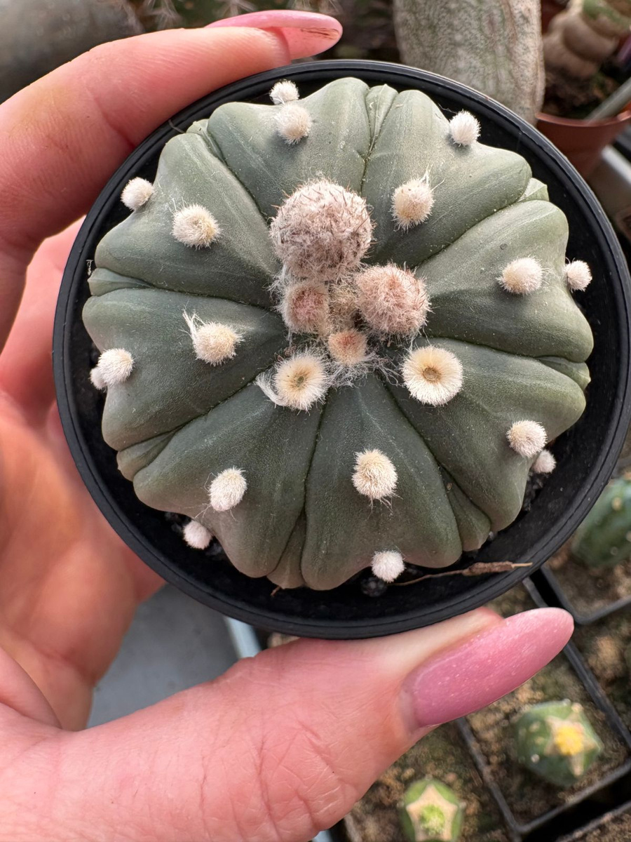 Astrophytum asterias 'Miracle' | Kaktusy \ Astrophytum | Kaktusy ...