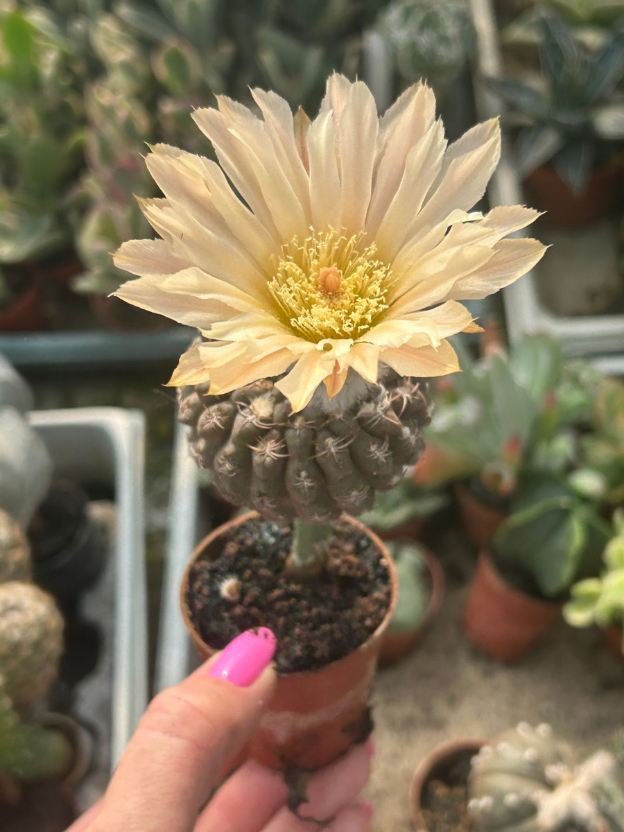 Thelocephala glabrescens | Cactuses \ Thelocephala | Kaktusy, sukulenty ...