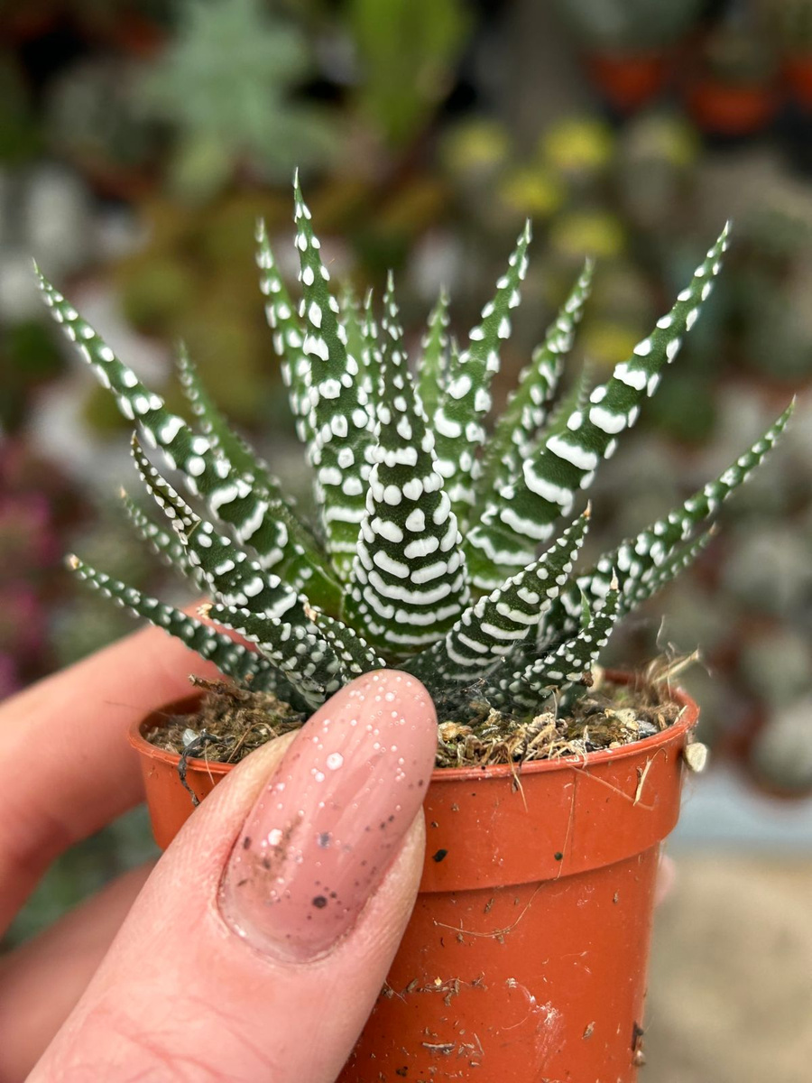 Haworthia fasciata 'Big Band' | Succulents \ Haworthia | Kaktusy, sukulenty i inne rośliny ...