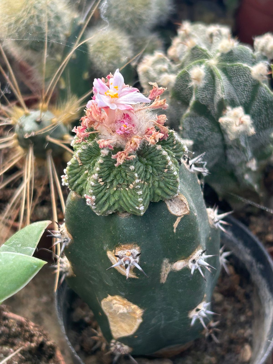 Aztekium ritterii | Cactuses \ Aztekium | Kaktusy, sukulenty i inne ...