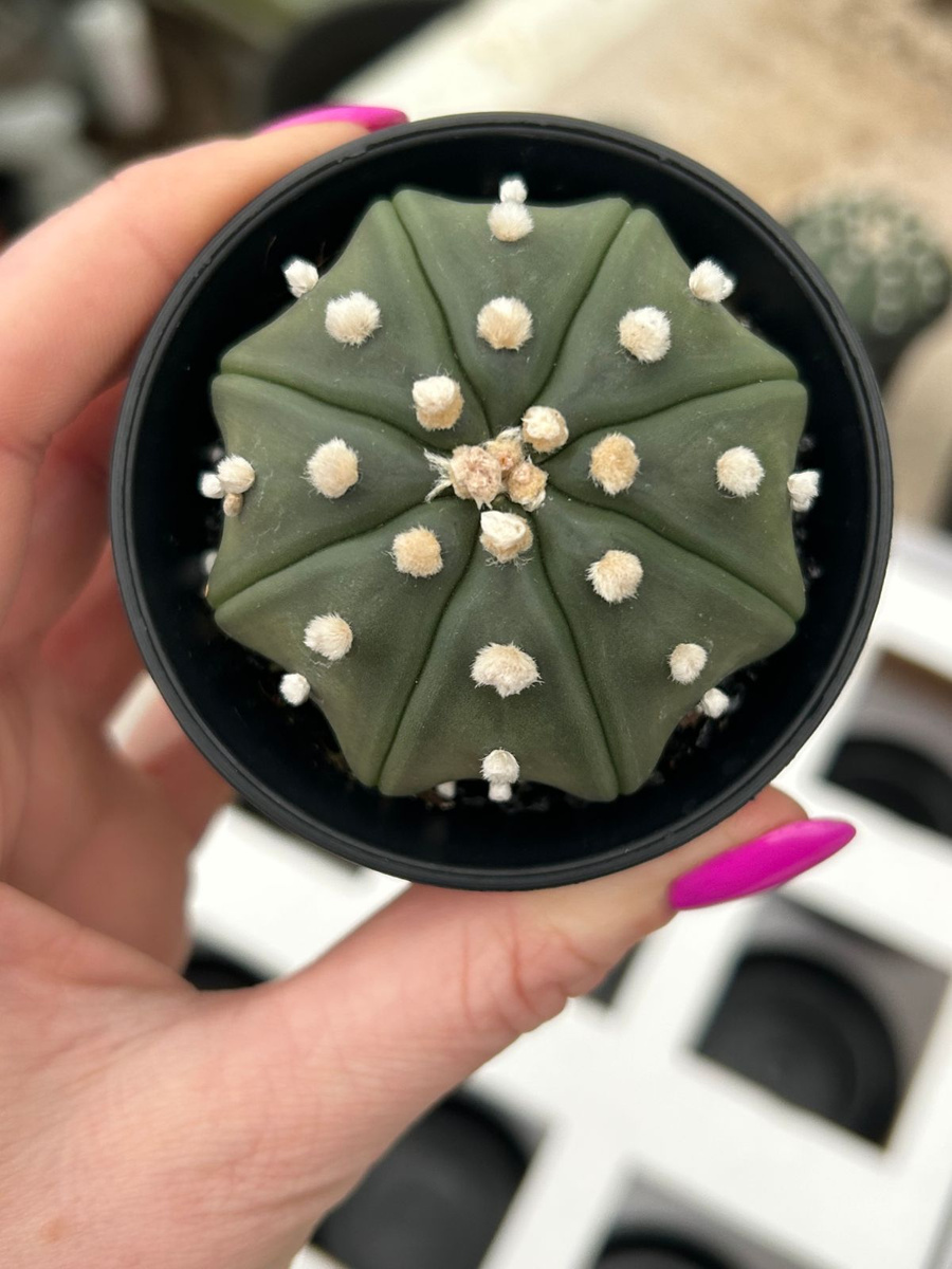 Astrophytum asterias 'Nuda Miracle' | Cactuses \ Astrophytum | Kaktusy ...