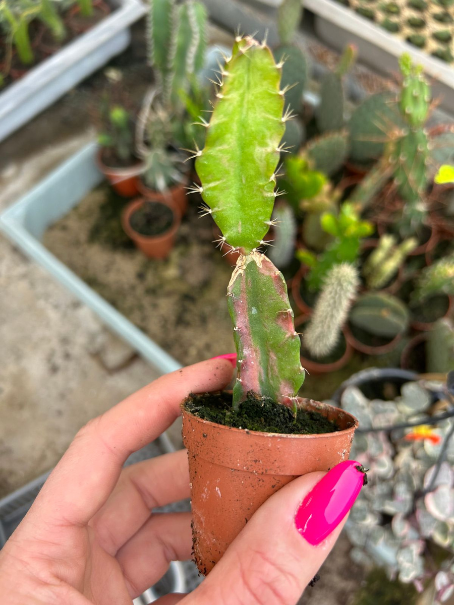 Hylocalycium CHIMERA - Hylocereus + Gymnocalycium 'Variegata' | Mutants ...