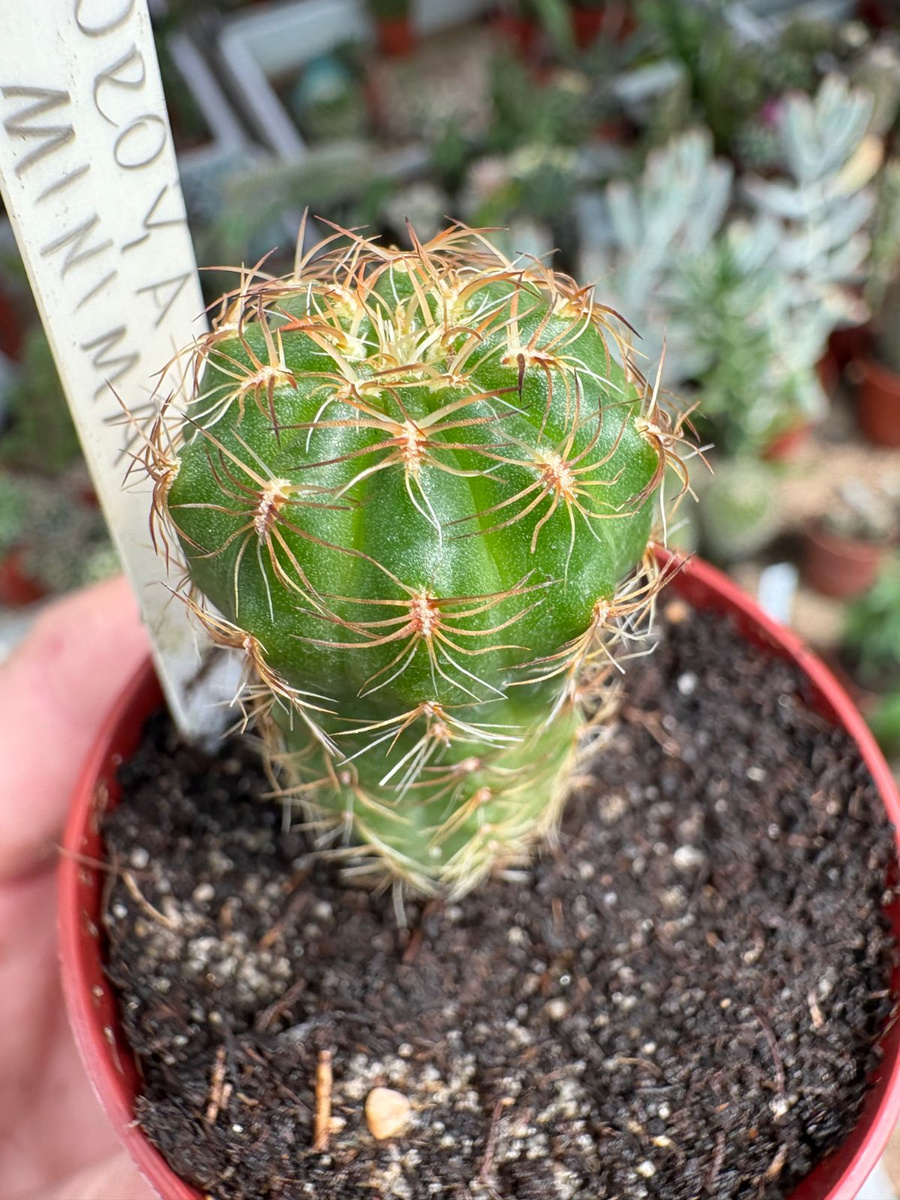 Oroya peruviana var. minima | Cactuses \ Oroya | Kaktusy, sukulenty i ...