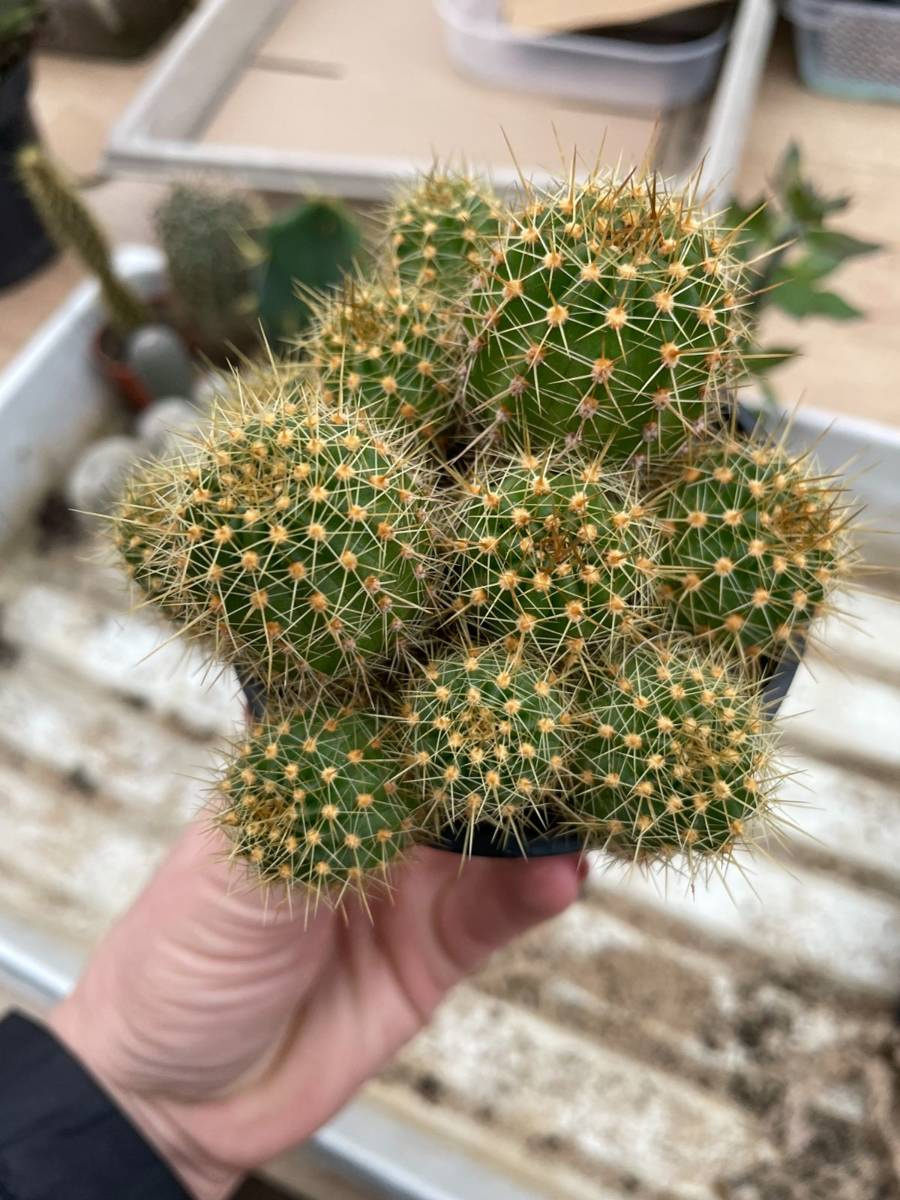 Trichocereus candicans | Cactuses \ Trichocereus | Kaktusy, sukulenty i ...