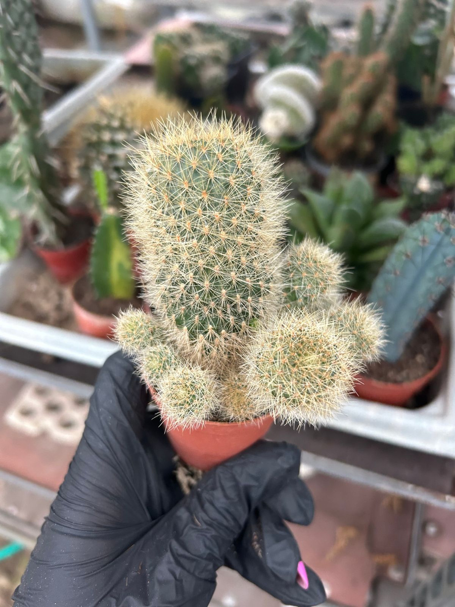 Aylostera knippeliana | Cactuses \ Aylostera | Kaktusy, sukulenty i inne rośliny - CandyCacti