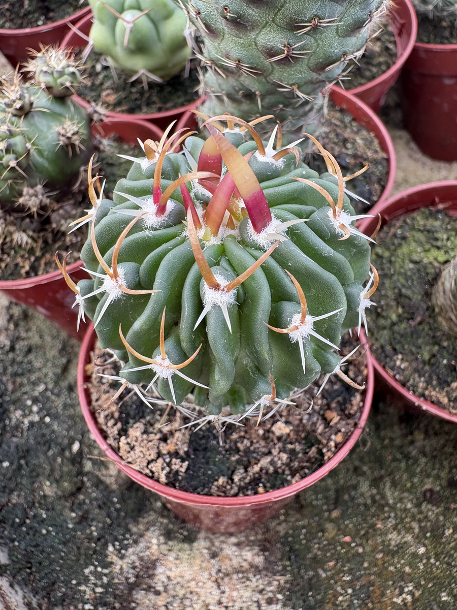 Stenocactus hookeri | Cactuses \ Stenocactus | Kaktusy, sukulenty i ...