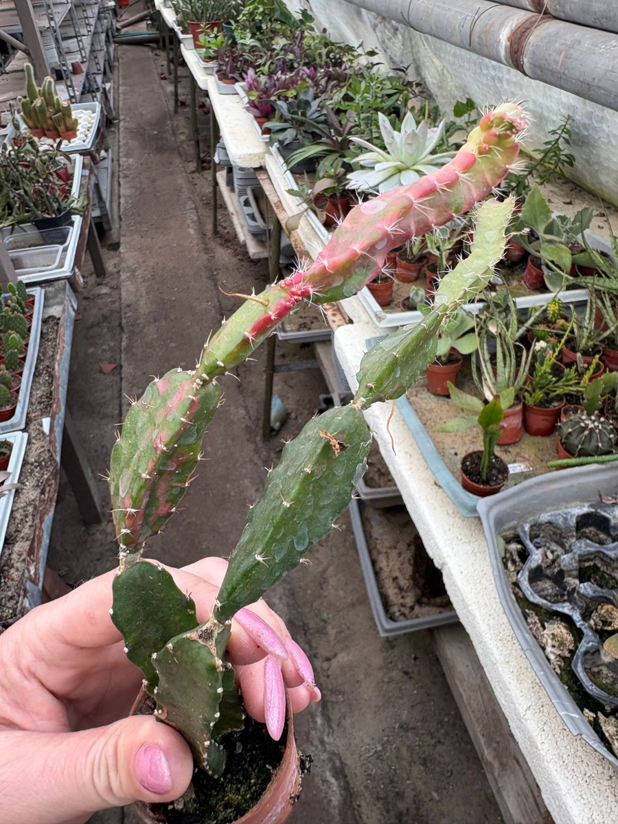 Chimera Hylocalicium 'Variegata' | Mutants \ Chimera | Kaktusy ...