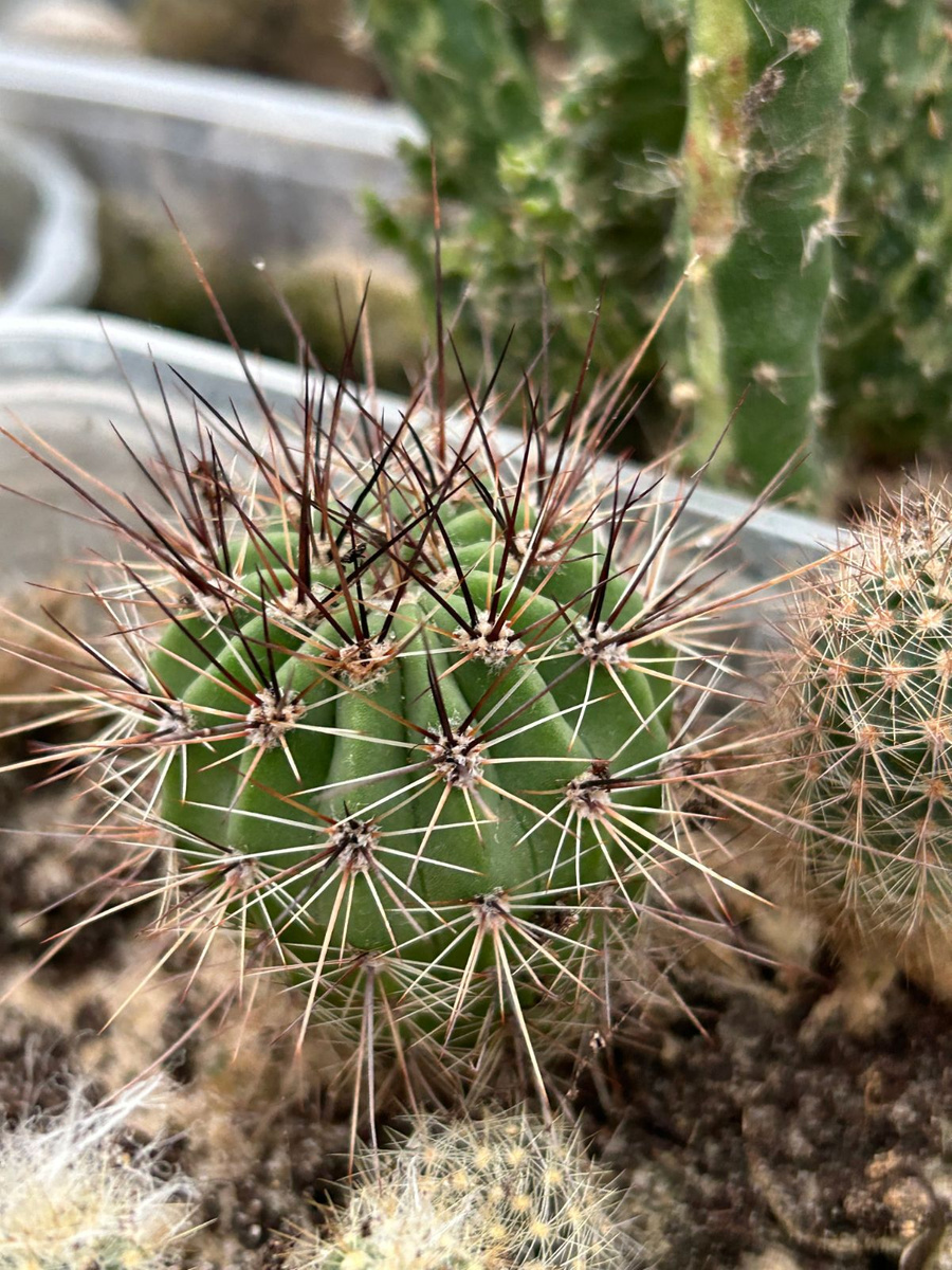 Lobivia aurea KOUS.538.1 | Cactuses \ Lobivia Mini Maxi blooming | Kaktusy, sukulenty i inne ...