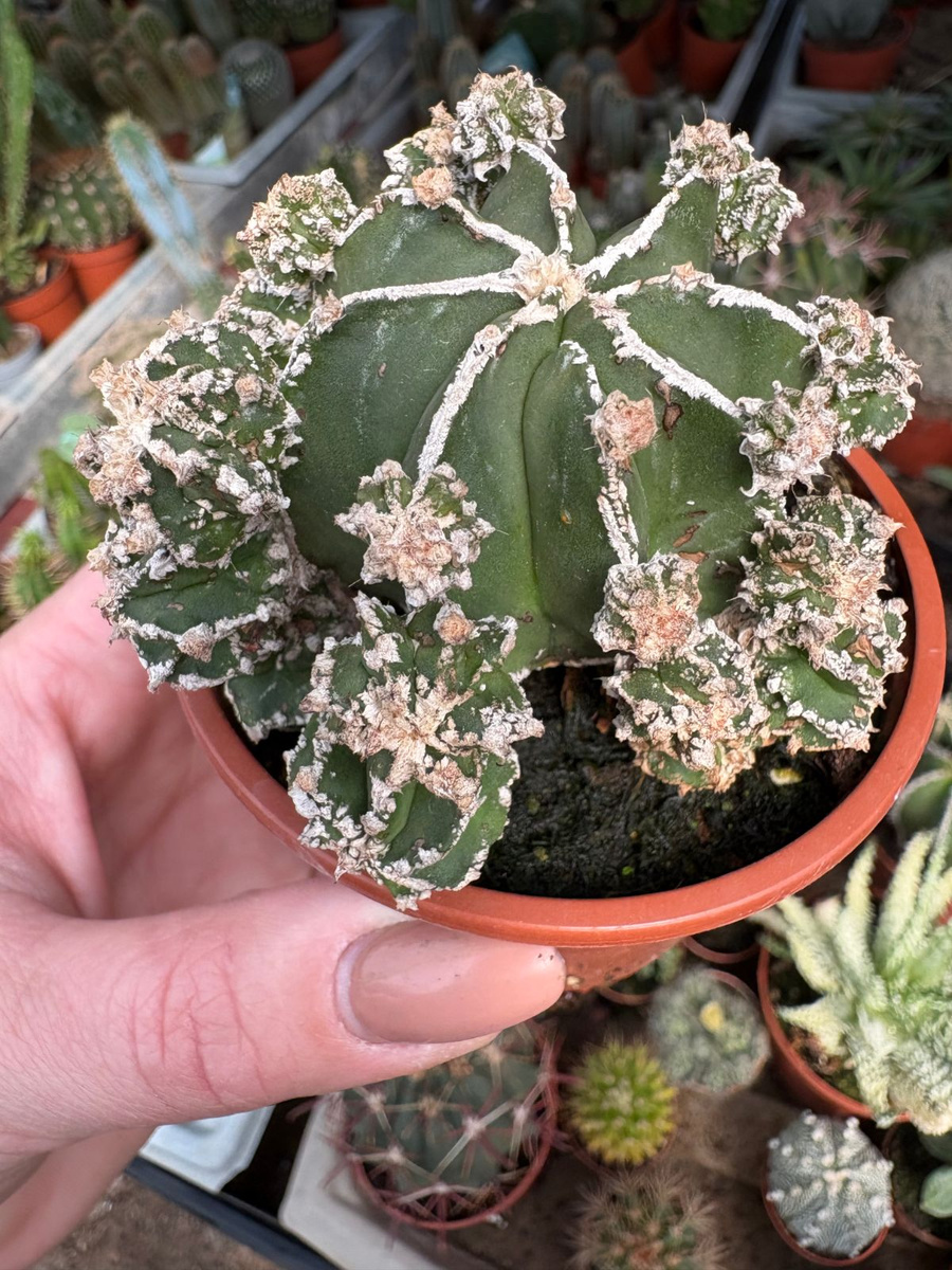 Astrophytum myriostigma 'White Line Fukuryu' | Kaktusy \ Astrophytum ...