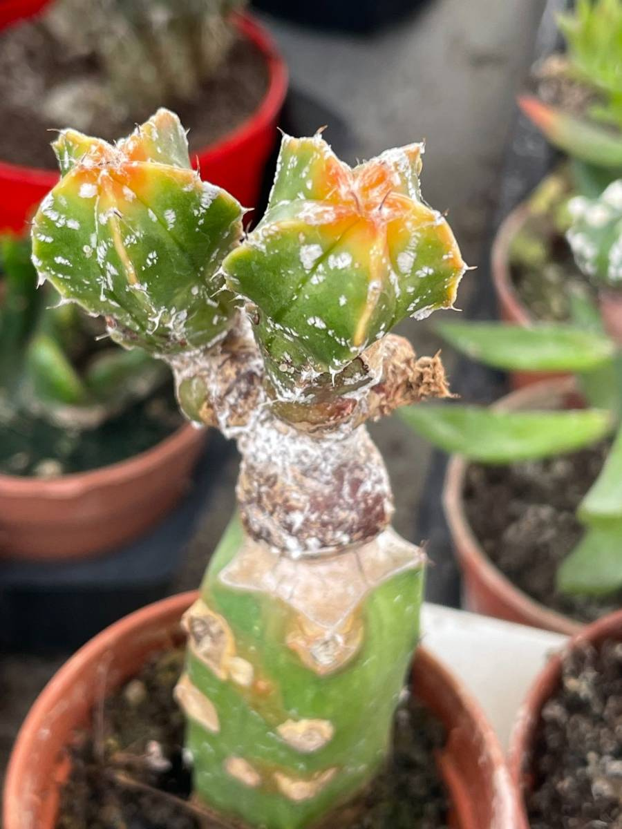 Astrophytum myriostigma 'Variegata Dichotoma Hakuun' | Cactuses ...