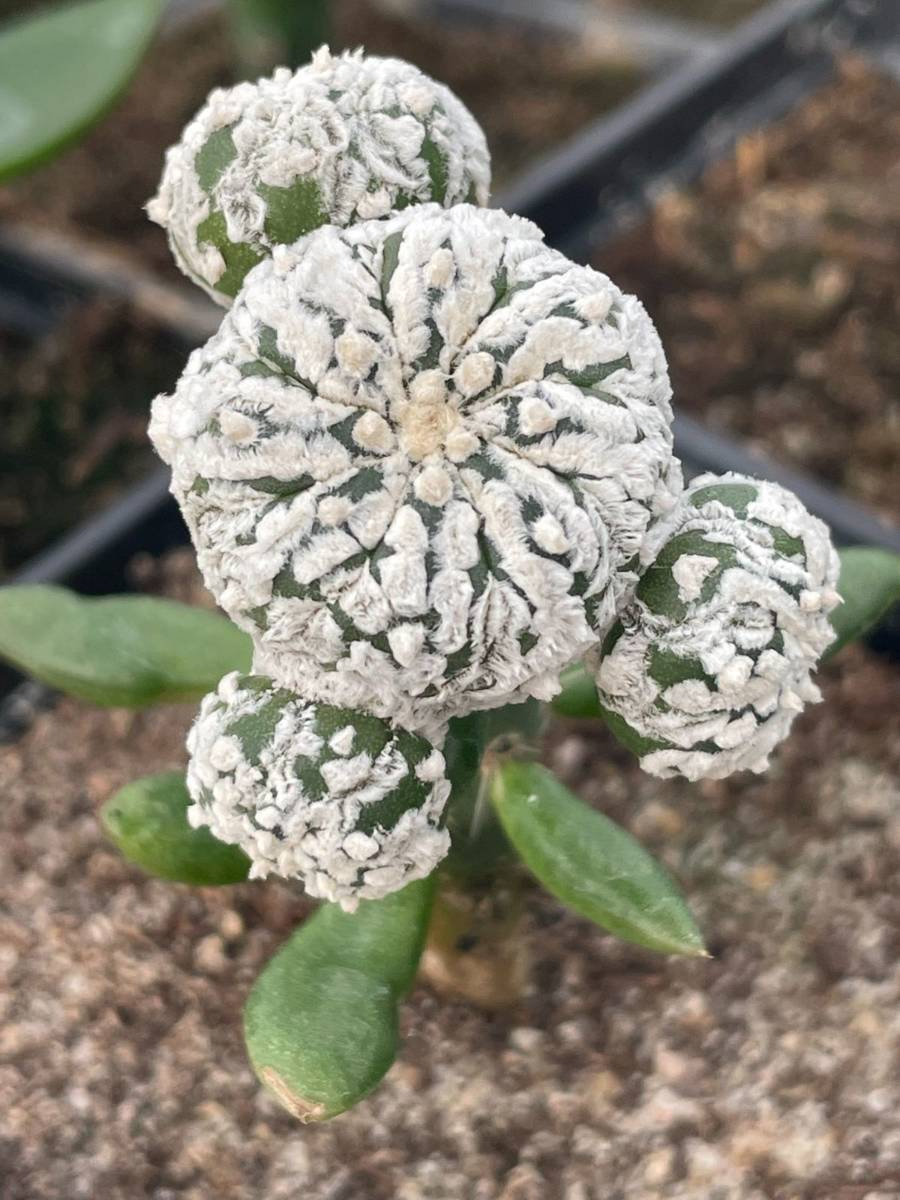 Astrophytum asterias 'White Marking' | Kaktusy \ Astrophytum | Kaktusy ...