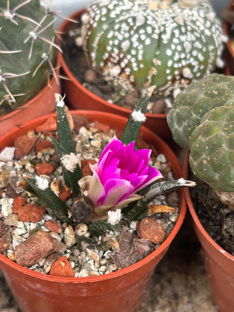 Ariocarpus agavoides | Cactuses \ Ariocarpus | Kaktusy, sukulenty i ...