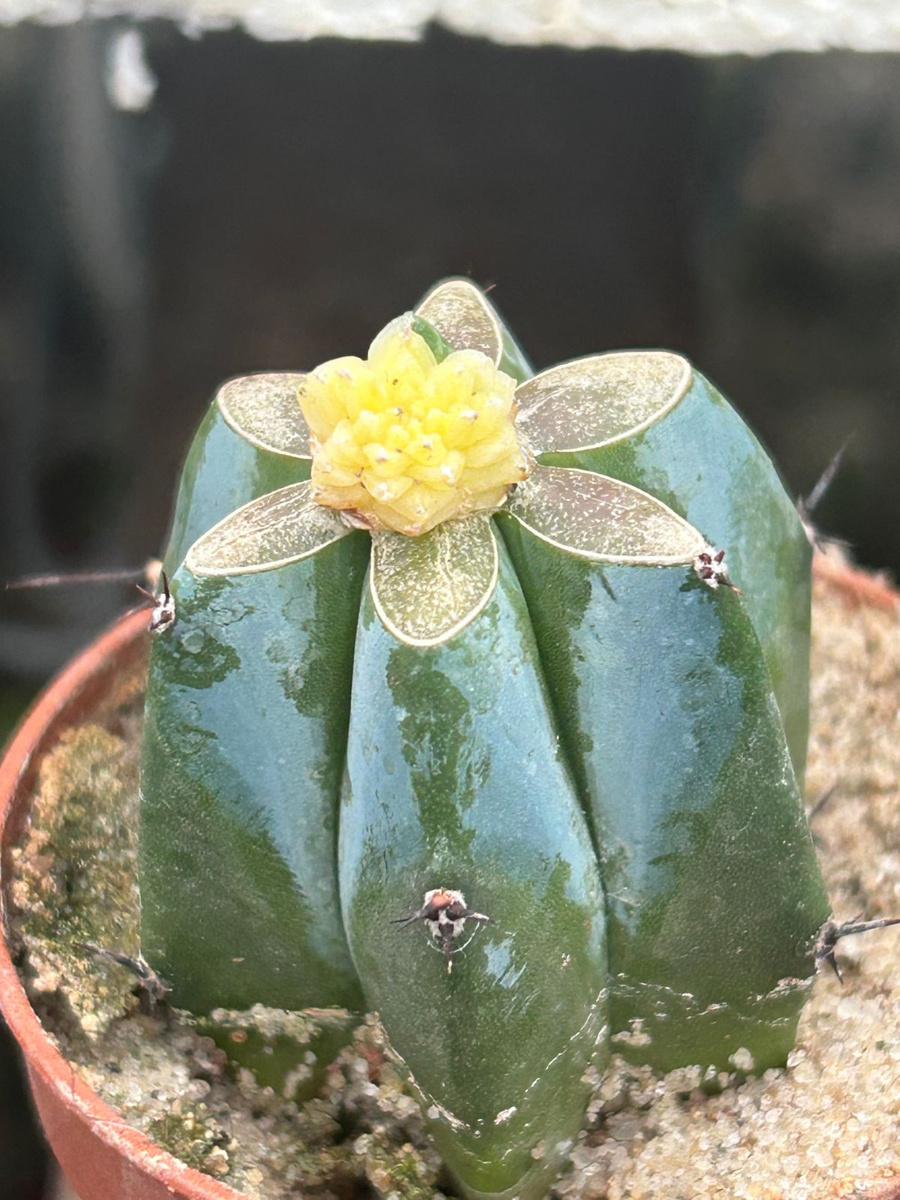 Aztekium valdezii 'Variegata' | Cactuses \ Aztekium | Kaktusy ...
