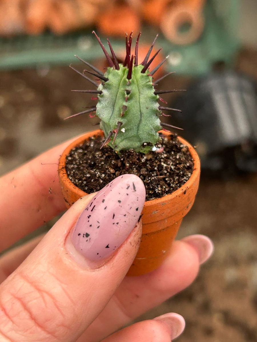 Euphorbia enopla | Succulents \ Euphorbia Mini | Kaktusy, sukulenty i ...