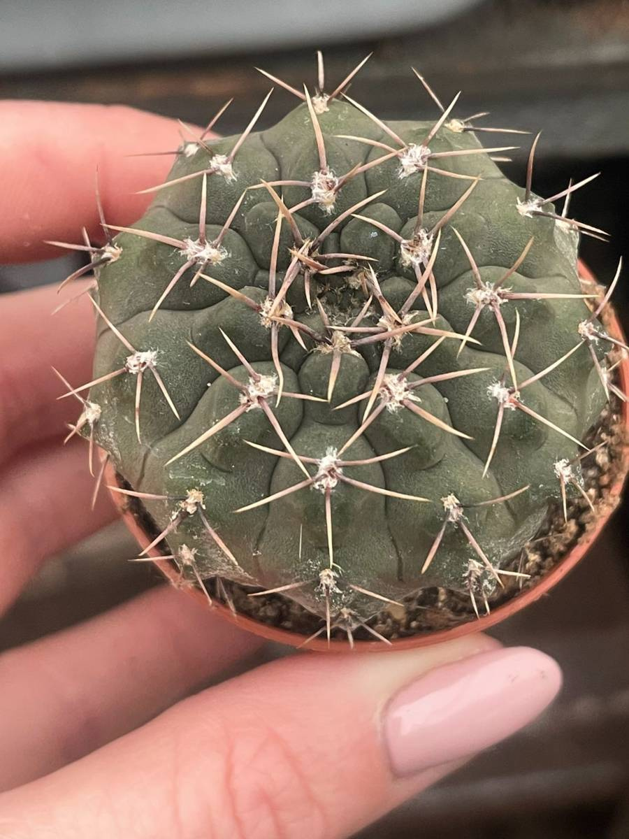 Gymnocalycium rhodantherum | Cactuses \ Gymnocalycium | Kaktusy ...