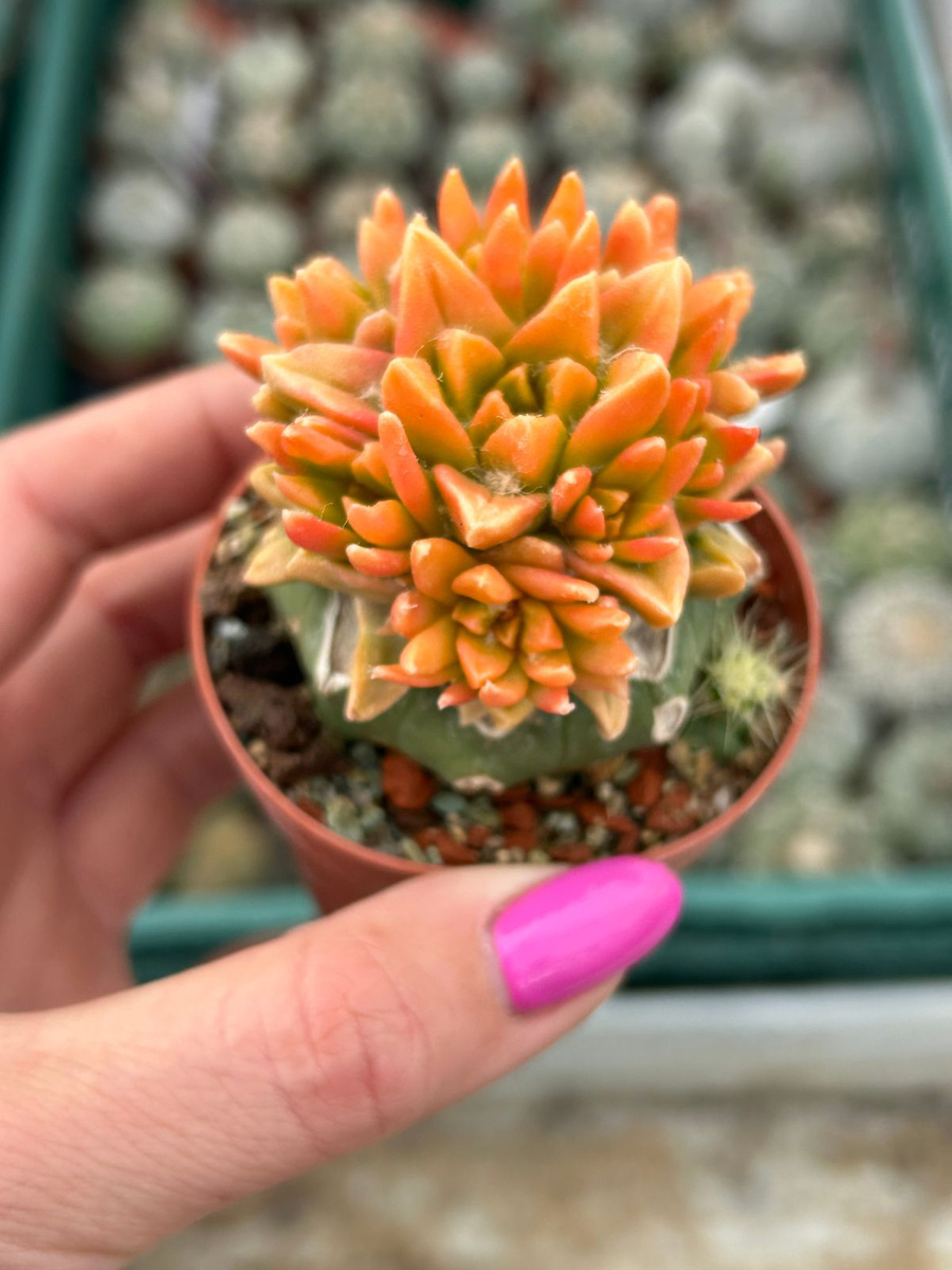 Ariocarpus scapharostrus 'variegata' | Cactuses \ Ariocarpus | Kaktusy ...