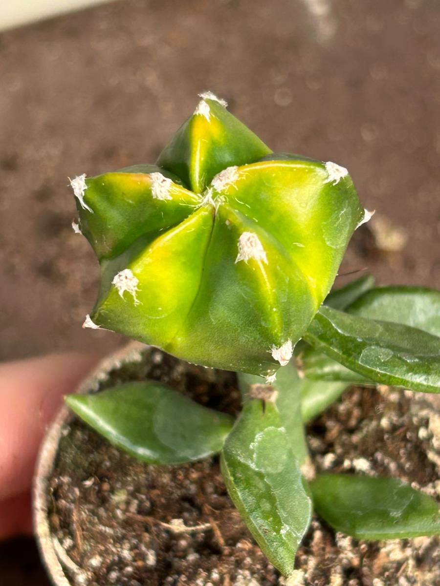 Astrophytum myriostigma 'Variegata' | Cactuses \ Astrophytum Mutants ...