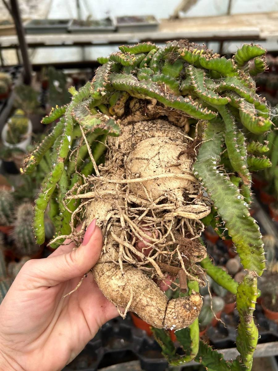 Euphorbia stellata CAUDEX | Succulents \ Euphorbia Caudex \ Euphorbia ...