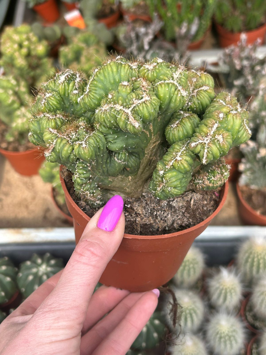 Cereus peruvianus 'Monstruosa' | Cactuses \ Cereus | Kaktusy, sukulenty i inne rośliny - CandyCacti