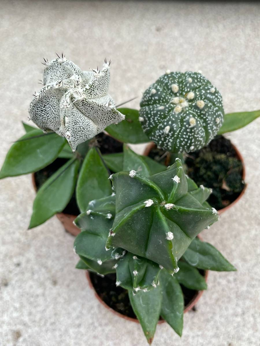 Zestaw 3 różnych Mutantów Astrophytum | Cactuses \ Astrophytum Mutants ...