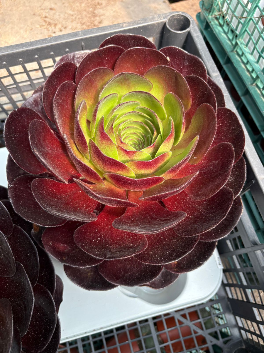 x Semponium 'Vortex' | Succulents \ x Semponium | Kaktusy, sukulenty i ...