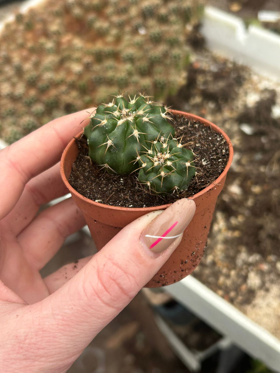 Discocactus placentiformis var. alteolens | Cactuses \ Discocactus ...