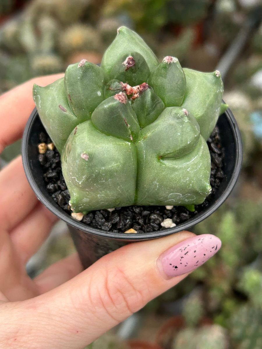 Astrophytum myriostigma 'Kikko Nuda' | Mutants \ Astrophytum | Kaktusy ...