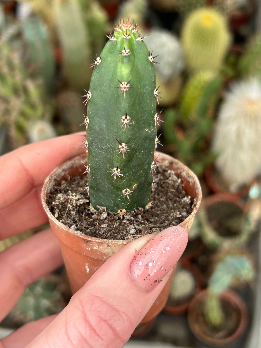 Eriocereus jusbertii | Cactuses \ Eriocereus | Kaktusy, sukulenty i ...