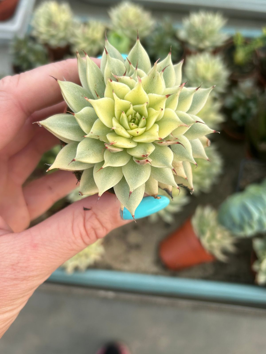 Echeveria mebina 'Variegata' | Succulents \ Echeveria | Kaktusy, sukulenty i inne rośliny ...