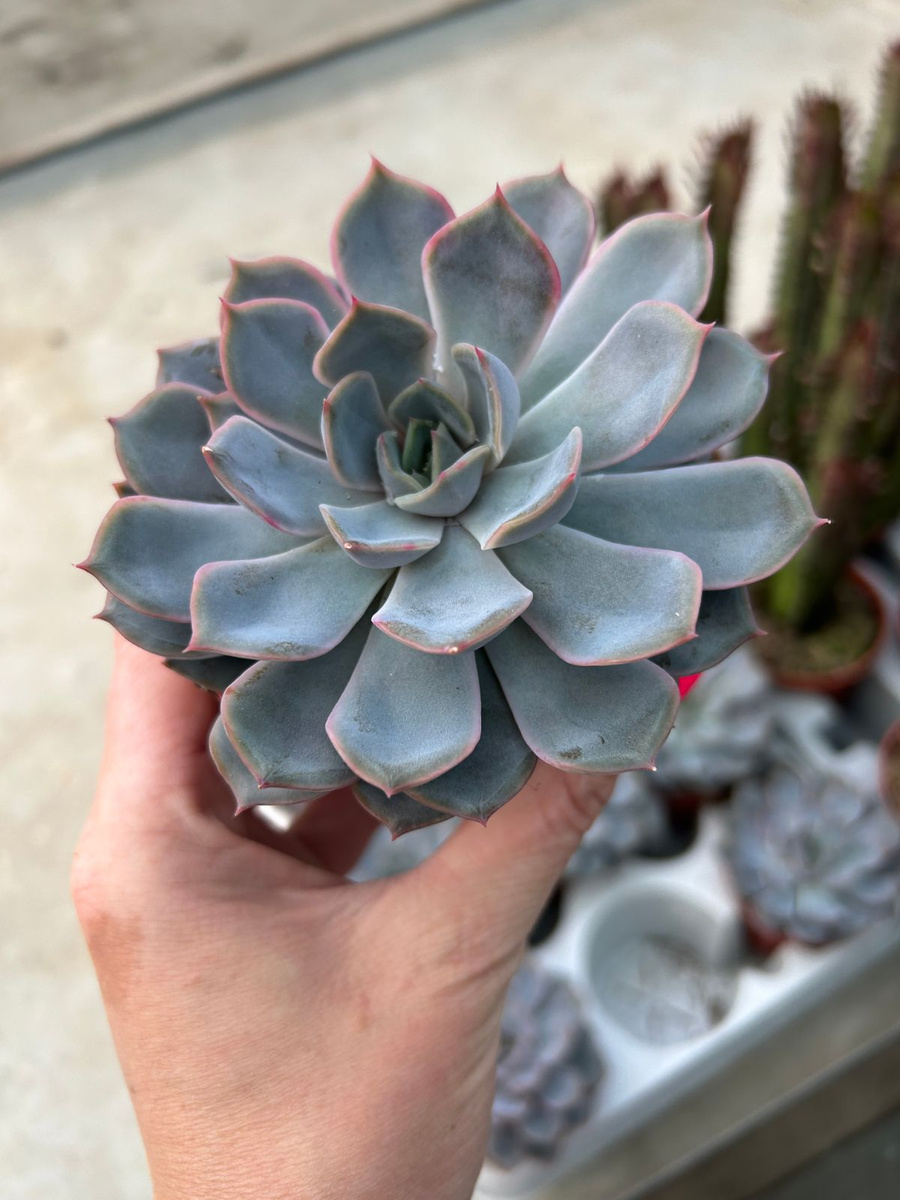Echeveria orion | Succulents \ Echeveria | Kaktusy, sukulenty i inne ...