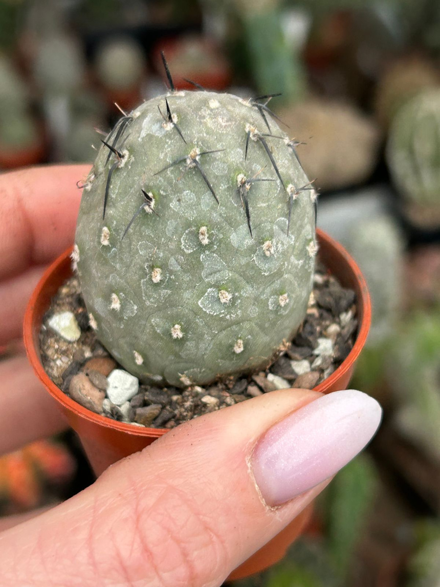 Tephrocactus geometricus | Cactuses \ Tephrocactus | Kaktusy, sukulenty i inne rośliny - CandyCacti