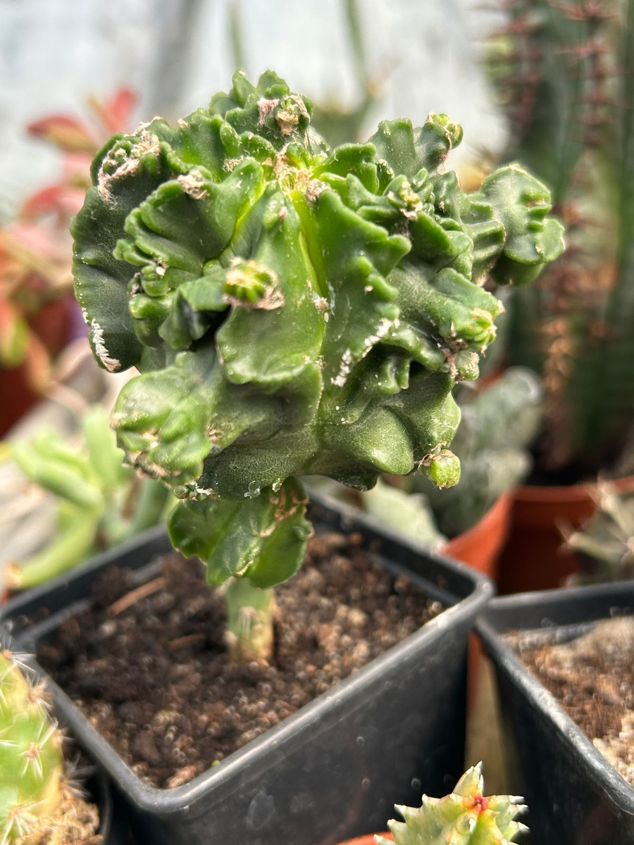 Astrophytum myriostigma 'Fukuryu' | Mutants \ Astrophytum | Kaktusy ...