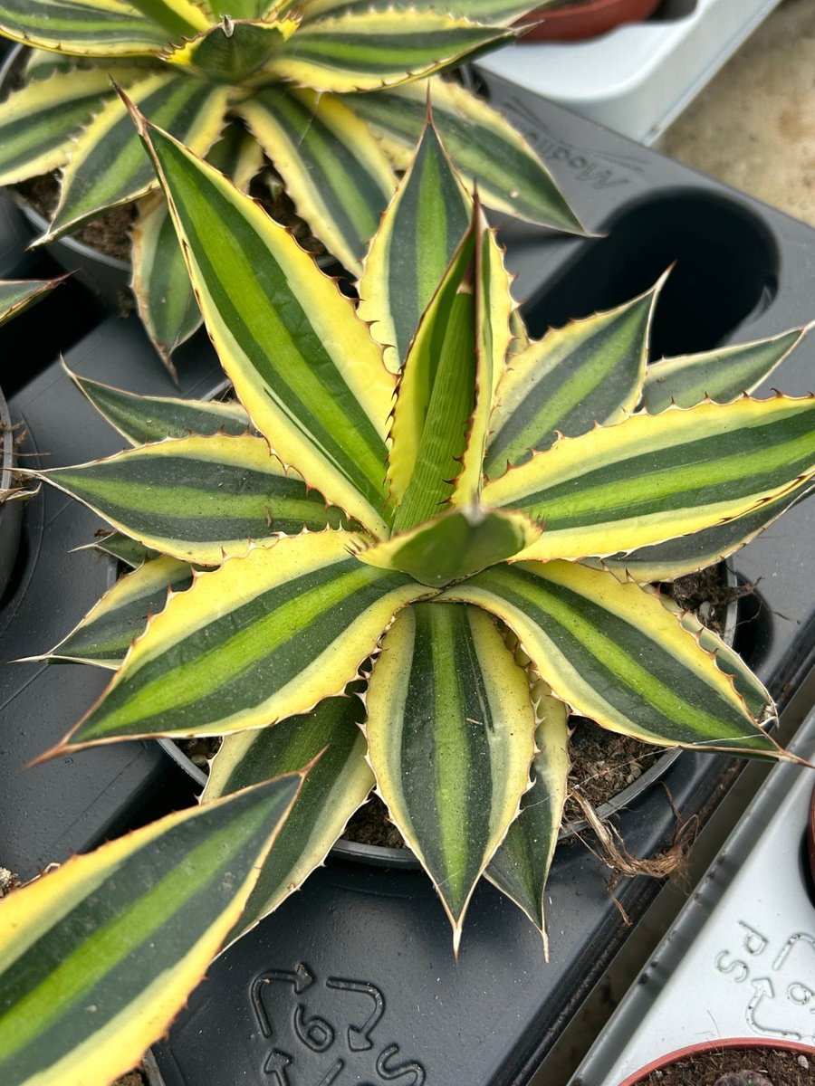 Agave lophantha 'Quadricolor' | Succulents \ Agave | Kaktusy, sukulenty ...